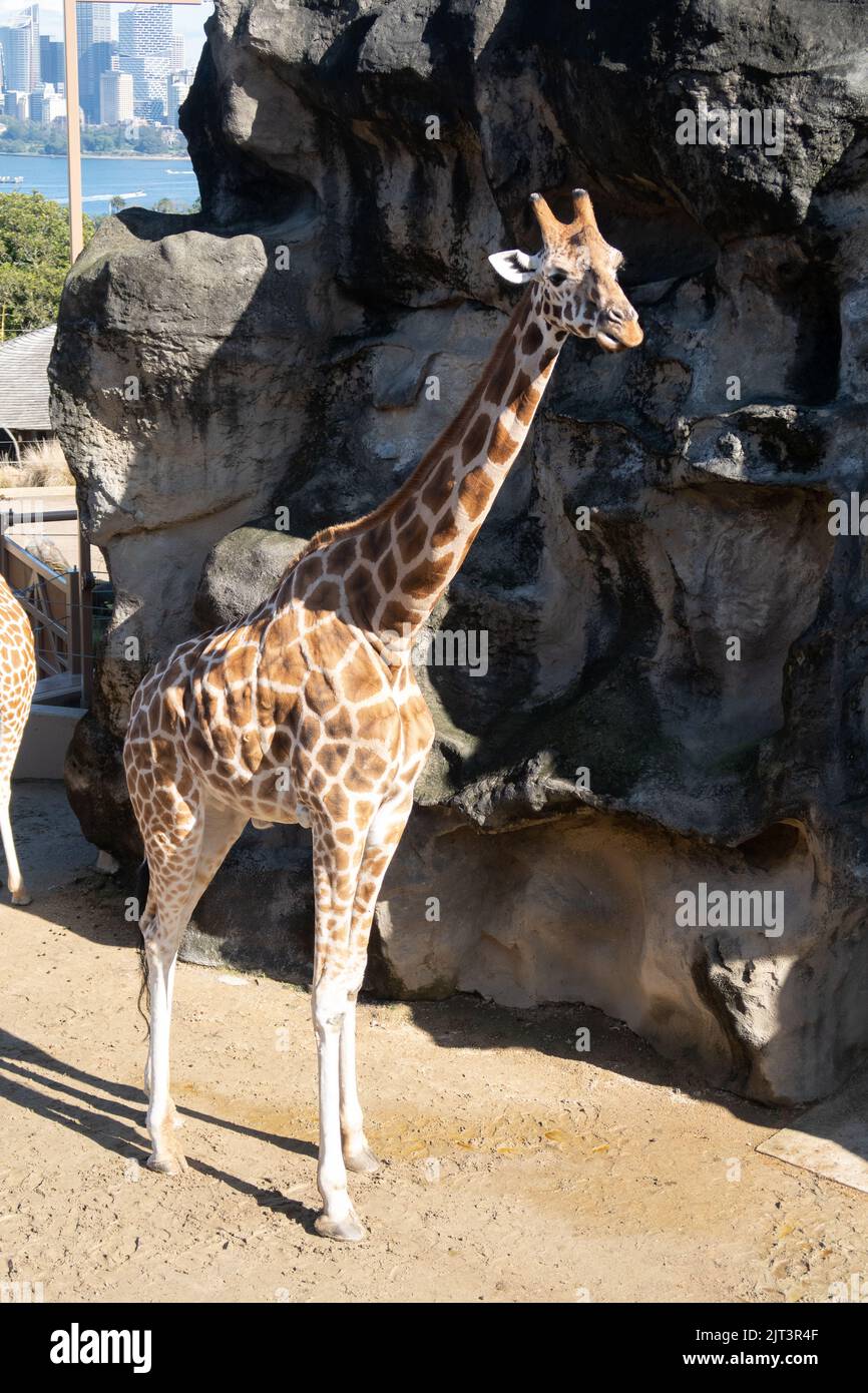 close up detail images of giraffe's walking and standing. giraffe Stock ...