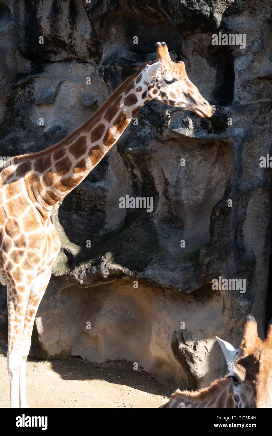 close up detail images of giraffe's walking and standing. giraffe Stock ...