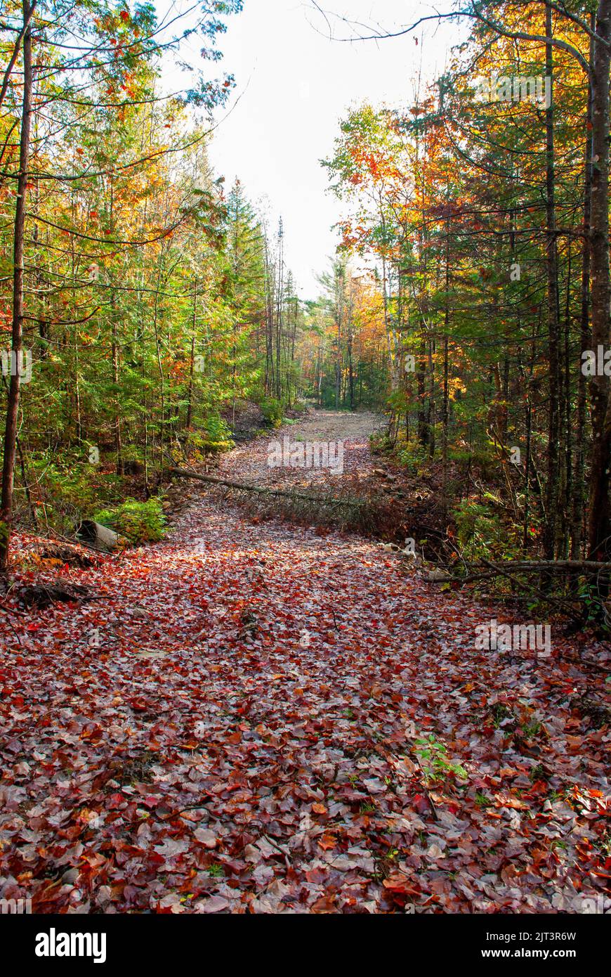 Fall leaves in Chertsey, Quebec, Canada Stock Photo - Alamy