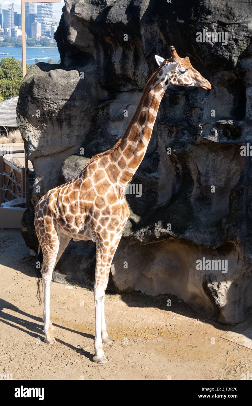 close up detail images of giraffe's walking and standing. giraffe Stock ...