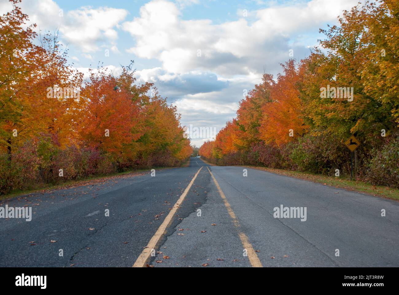 Fall foliage Mont-Saint-Bruno, Quebec, Canada Stock Photo - Alamy