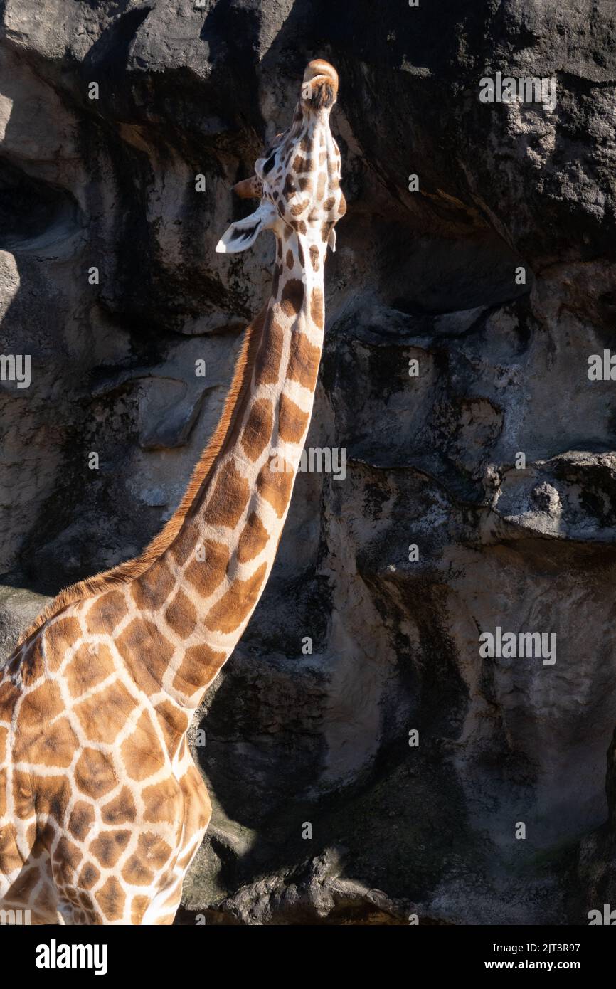 close up detail images of giraffe's walking and standing. giraffe Stock ...