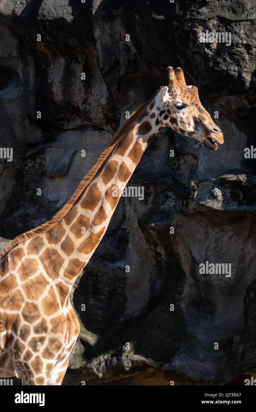 close up detail images of giraffe's walking and standing. giraffe Stock ...