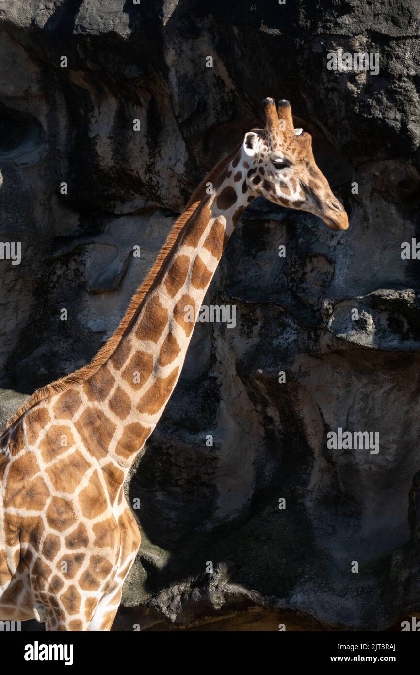 close up detail images of giraffe's walking and standing. giraffe Stock ...