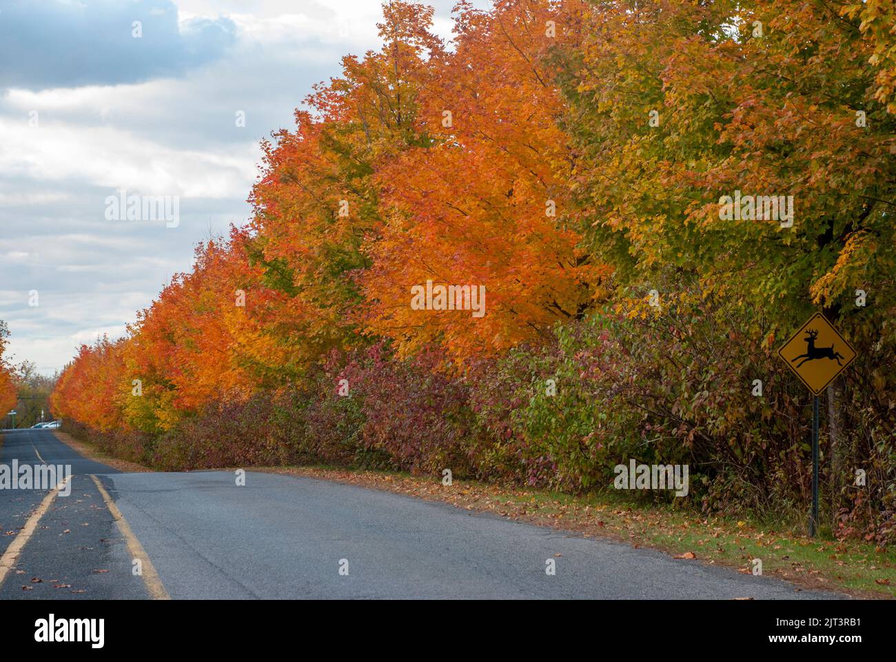 Fall foliage Mont-Saint-Bruno, Quebec, Canada Stock Photo - Alamy