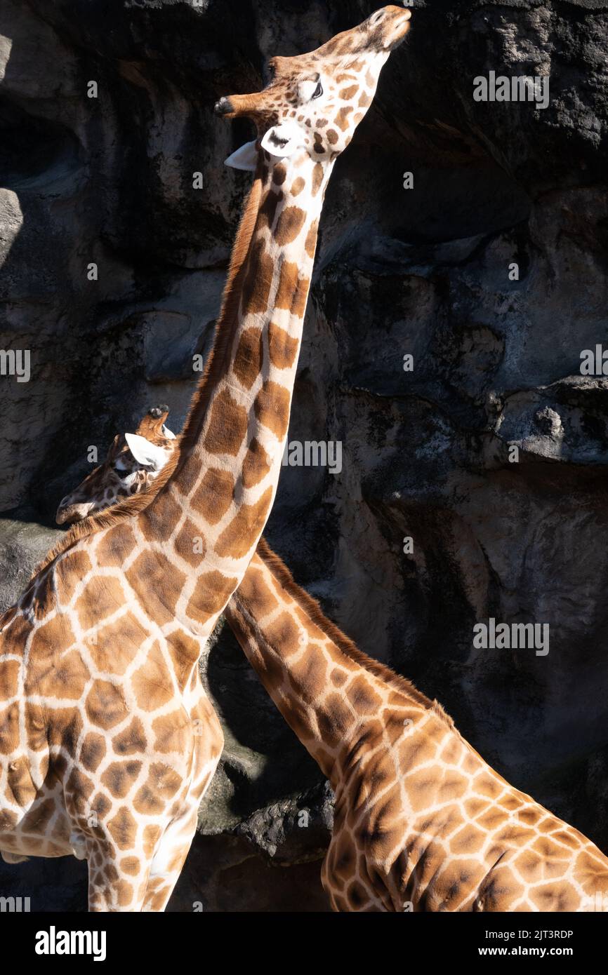 close up detail images of giraffe's walking and standing. giraffe Stock ...