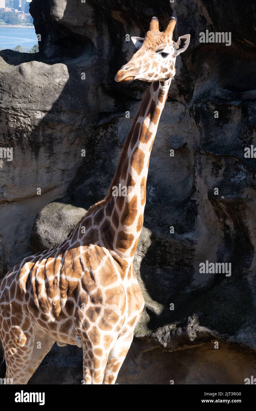 close up detail images of giraffe's walking and standing. giraffe Stock ...