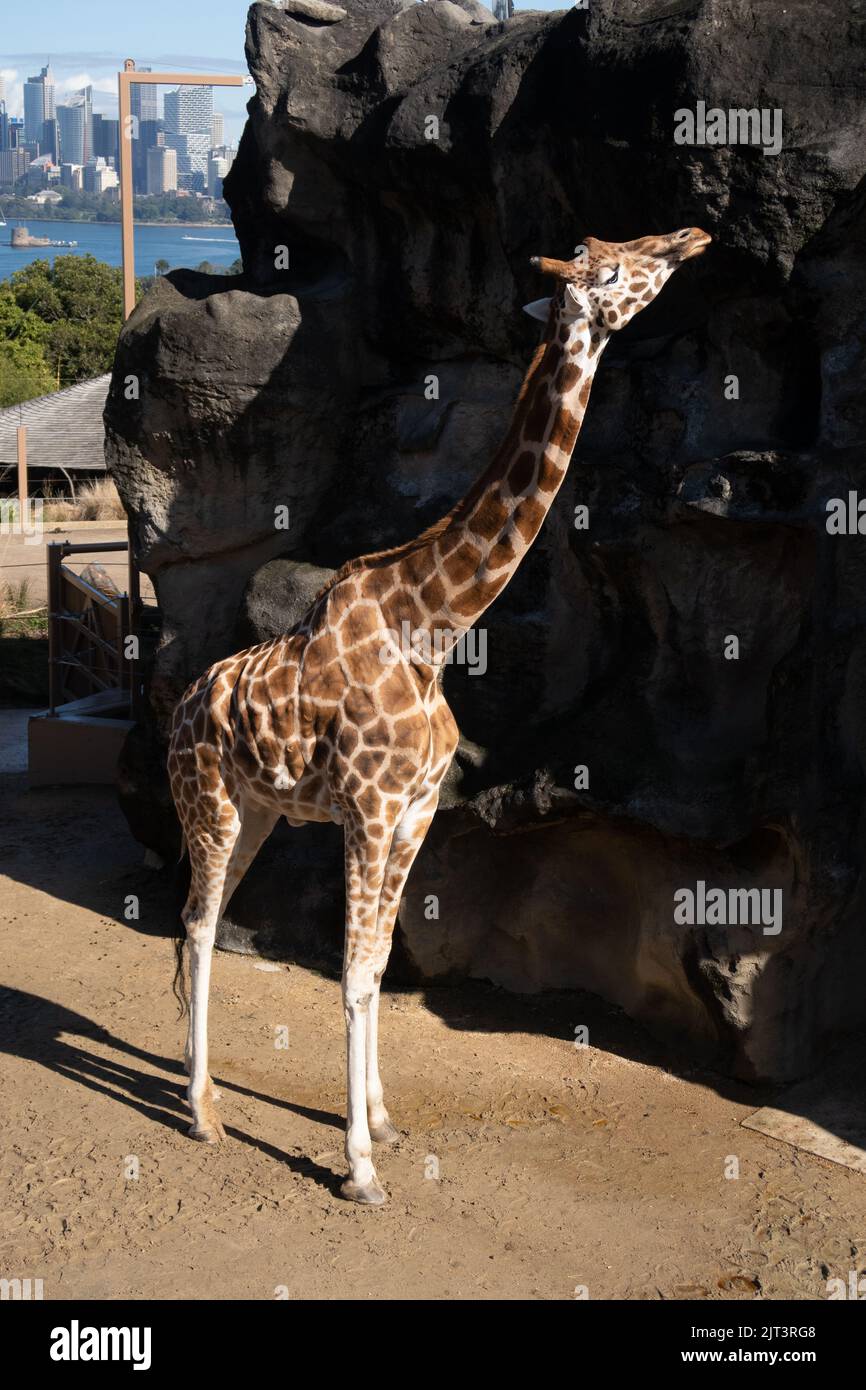 close up detail images of giraffe's walking and standing. giraffe Stock ...