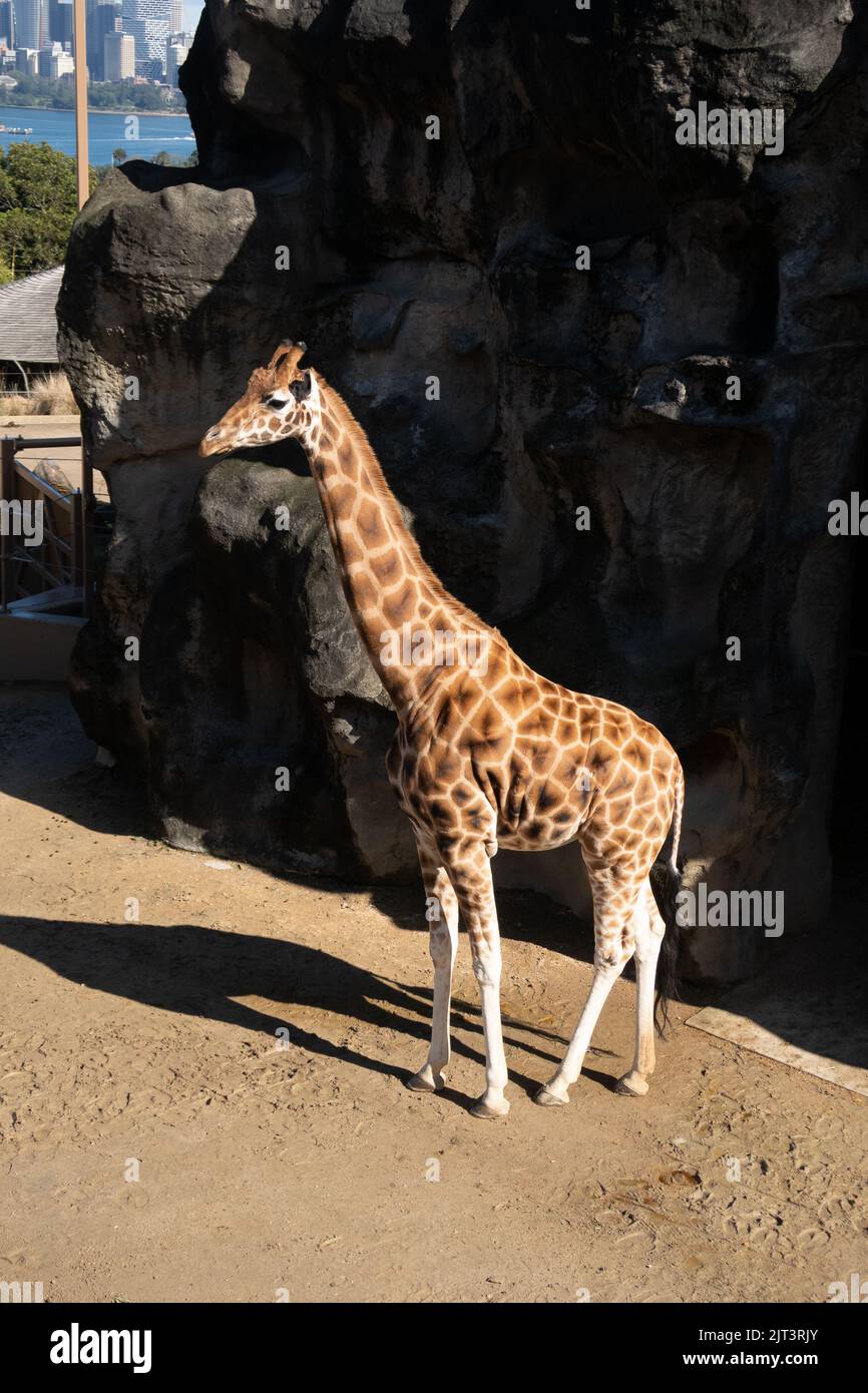 close up detail images of giraffe's walking and standing. giraffe Stock ...