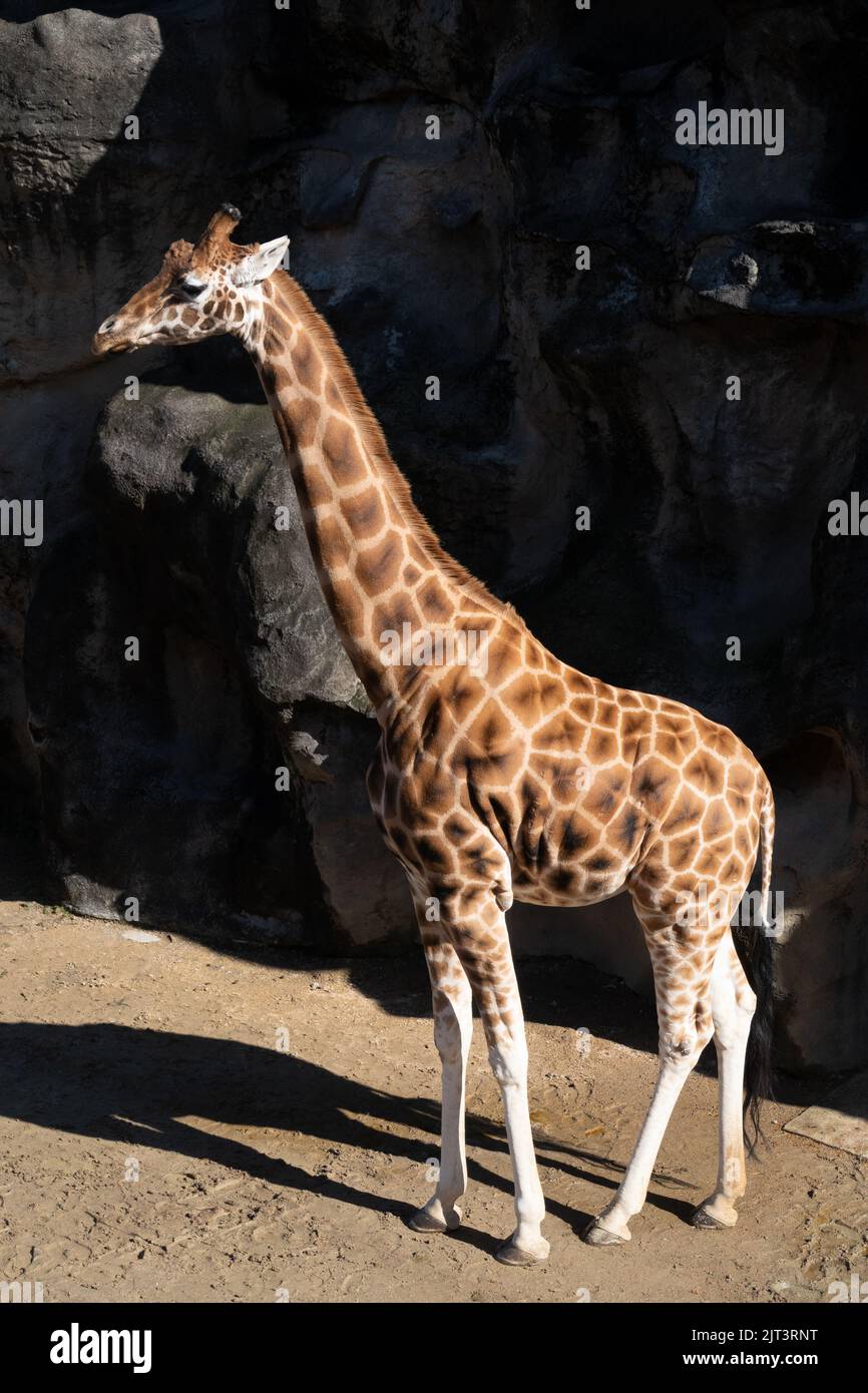 close up detail images of giraffe's walking and standing. giraffe Stock ...