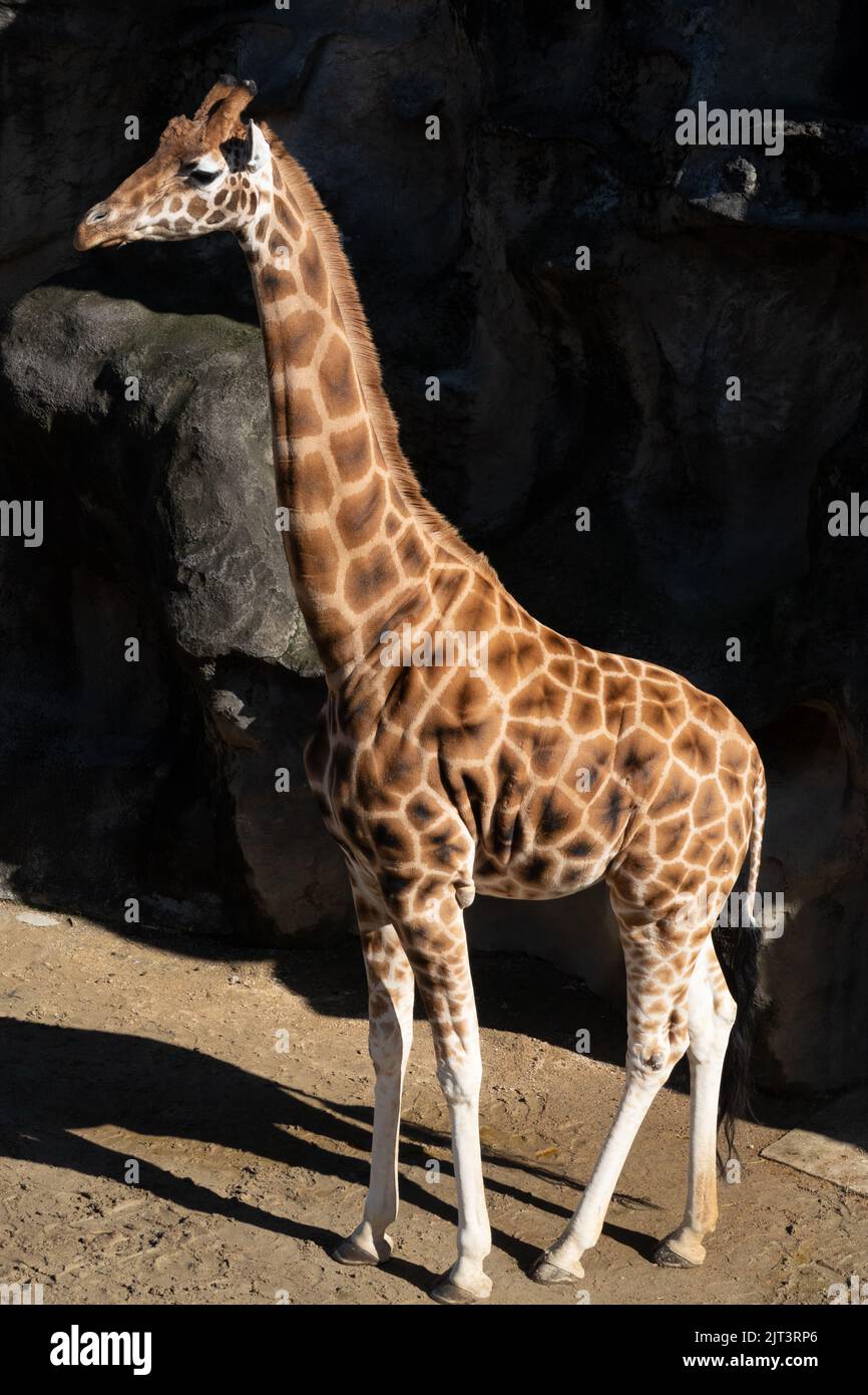 close up detail images of giraffe's walking and standing. giraffe Stock ...