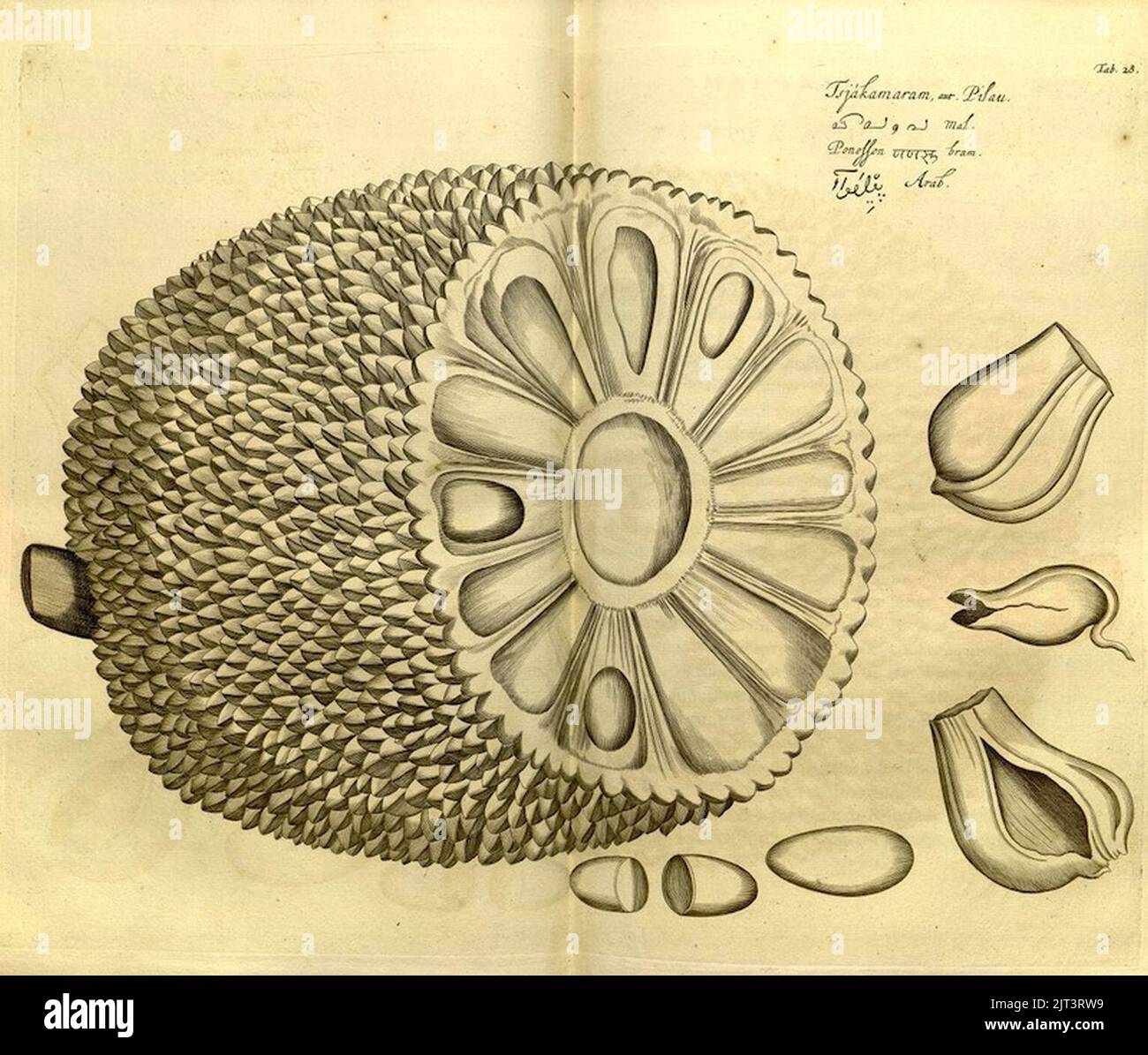 Tsjaka-maram, Hendrik van Rheede, Hortus Malabaricus, 1682 Stock Photo ...