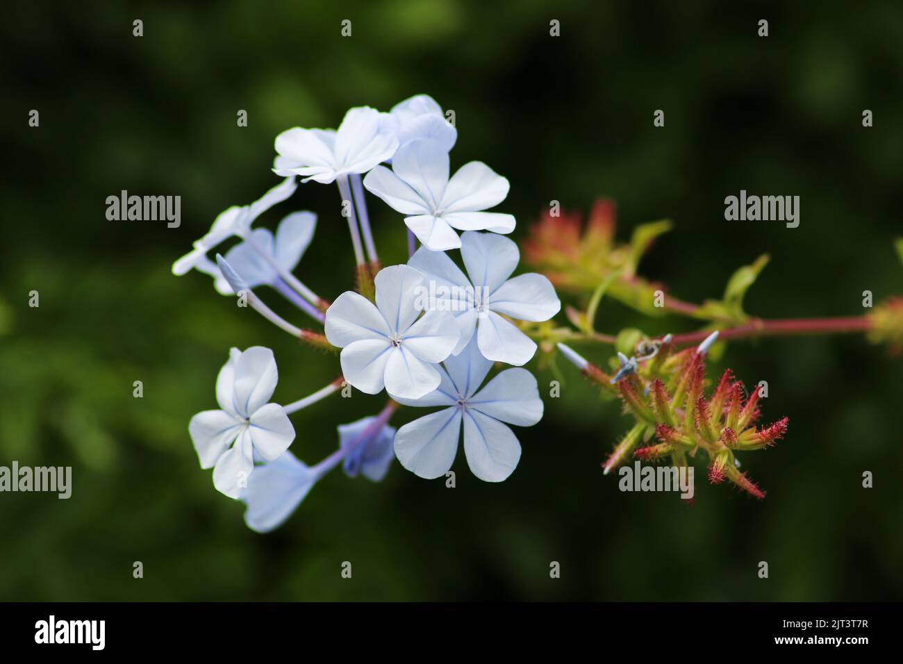 Cluster of cape leadwort or plumbago flowers with bokeh of green ...