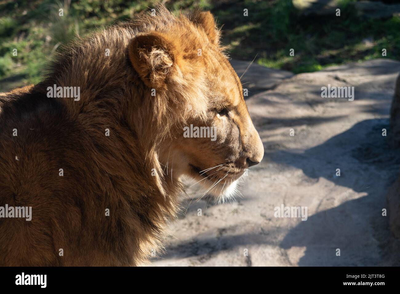 Close up view of Lion Cubs laying down at Taronga zoo in sydney ...