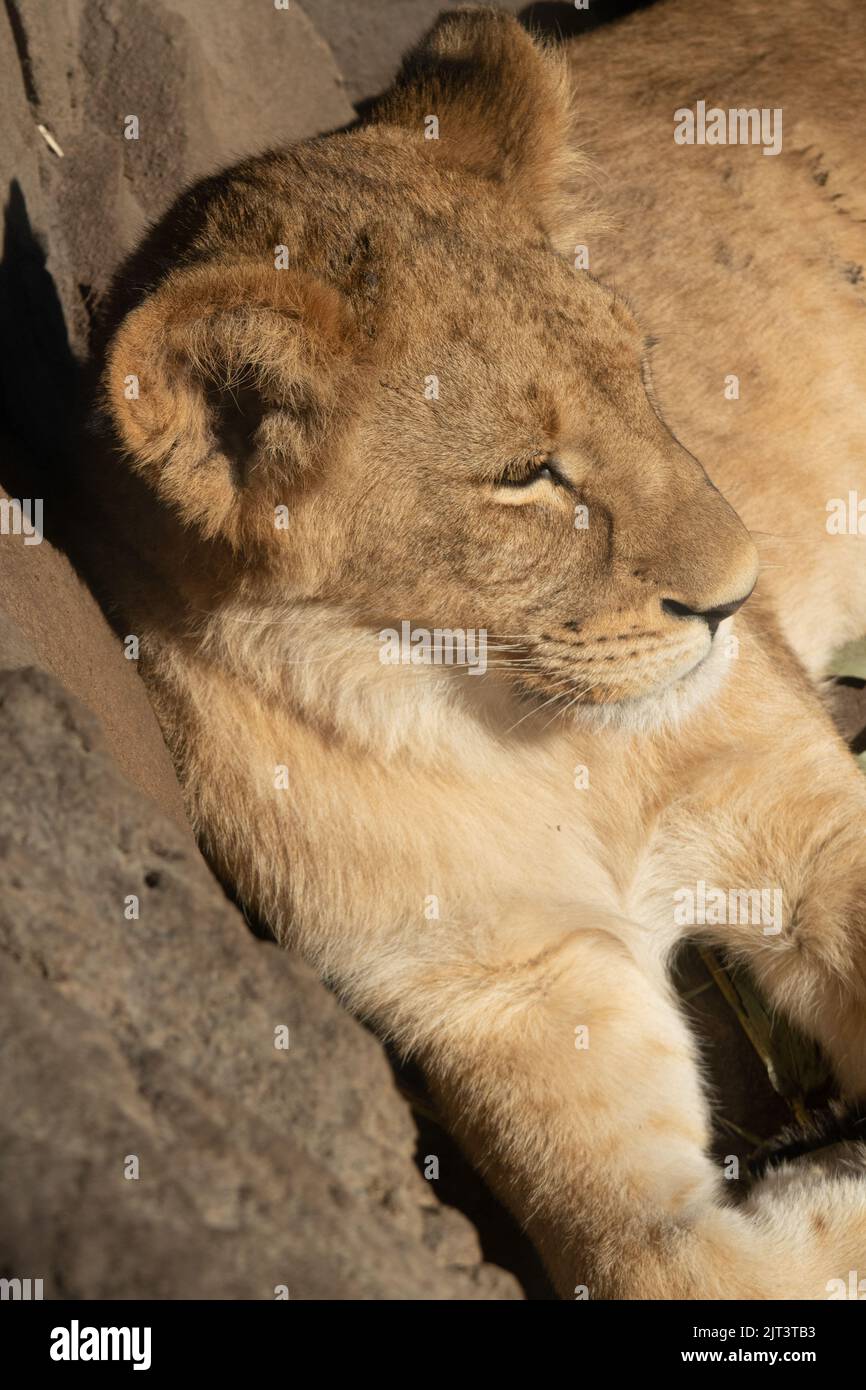Close up view of Lion Cubs laying down at Taronga zoo in sydney ...