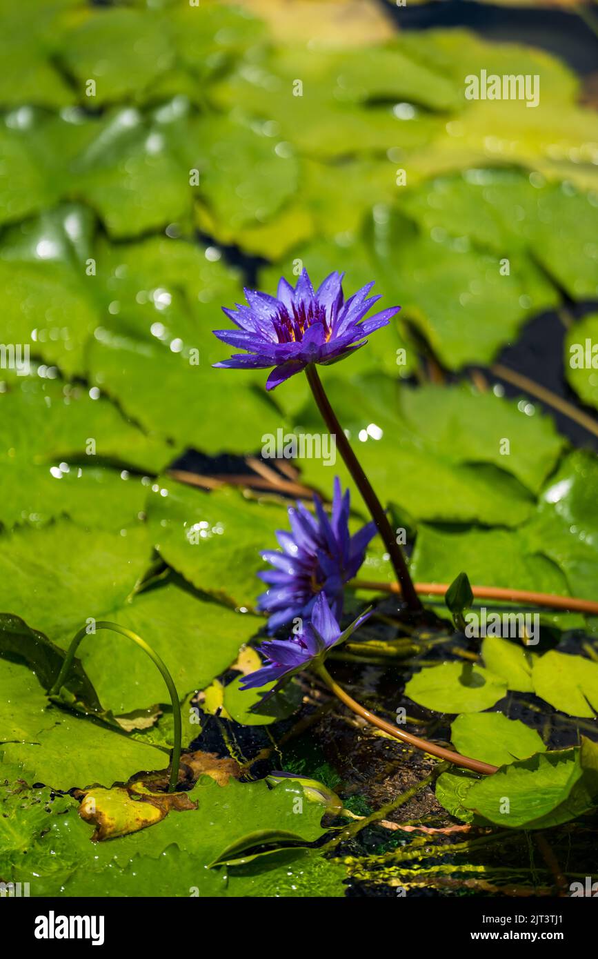 Nan Lian Garden Lotus Pond, Kowloon. (August 2022 Stock Photo - Alamy