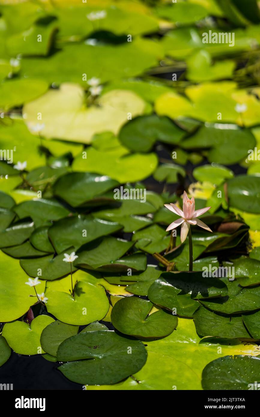 Nan Lian Garden Lotus Pond, Kowloon. (August 2022 Stock Photo - Alamy