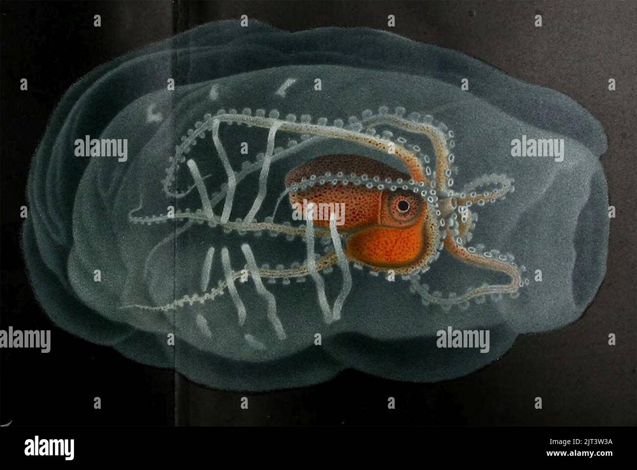 Tuberculate hi-res stock photography and images - Alamy