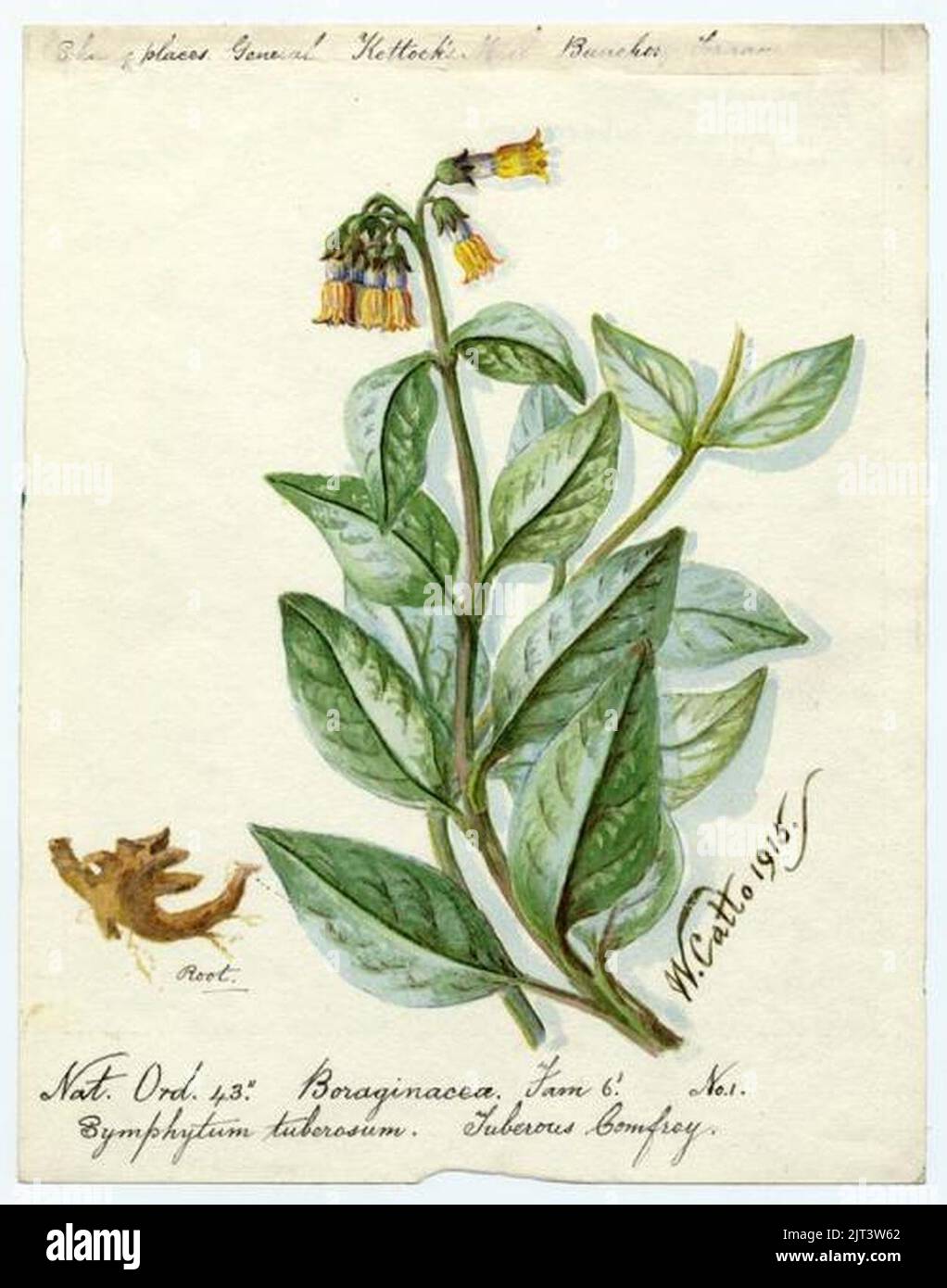 Tuberous Comfrey (Symphytum tuberosum) - William Catto - ABDAG016257 ...