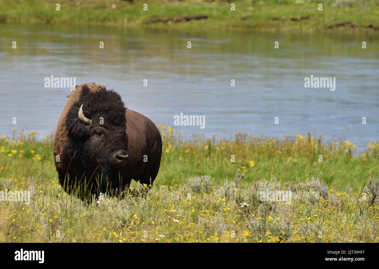 Yellowstone National Park buffalo Stock Photo - Alamy