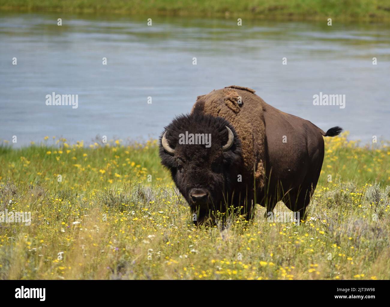 Yellowstone National Park buffalo Stock Photo - Alamy