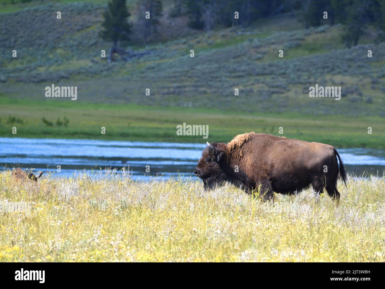 Yellowstone National Park buffalo Stock Photo - Alamy