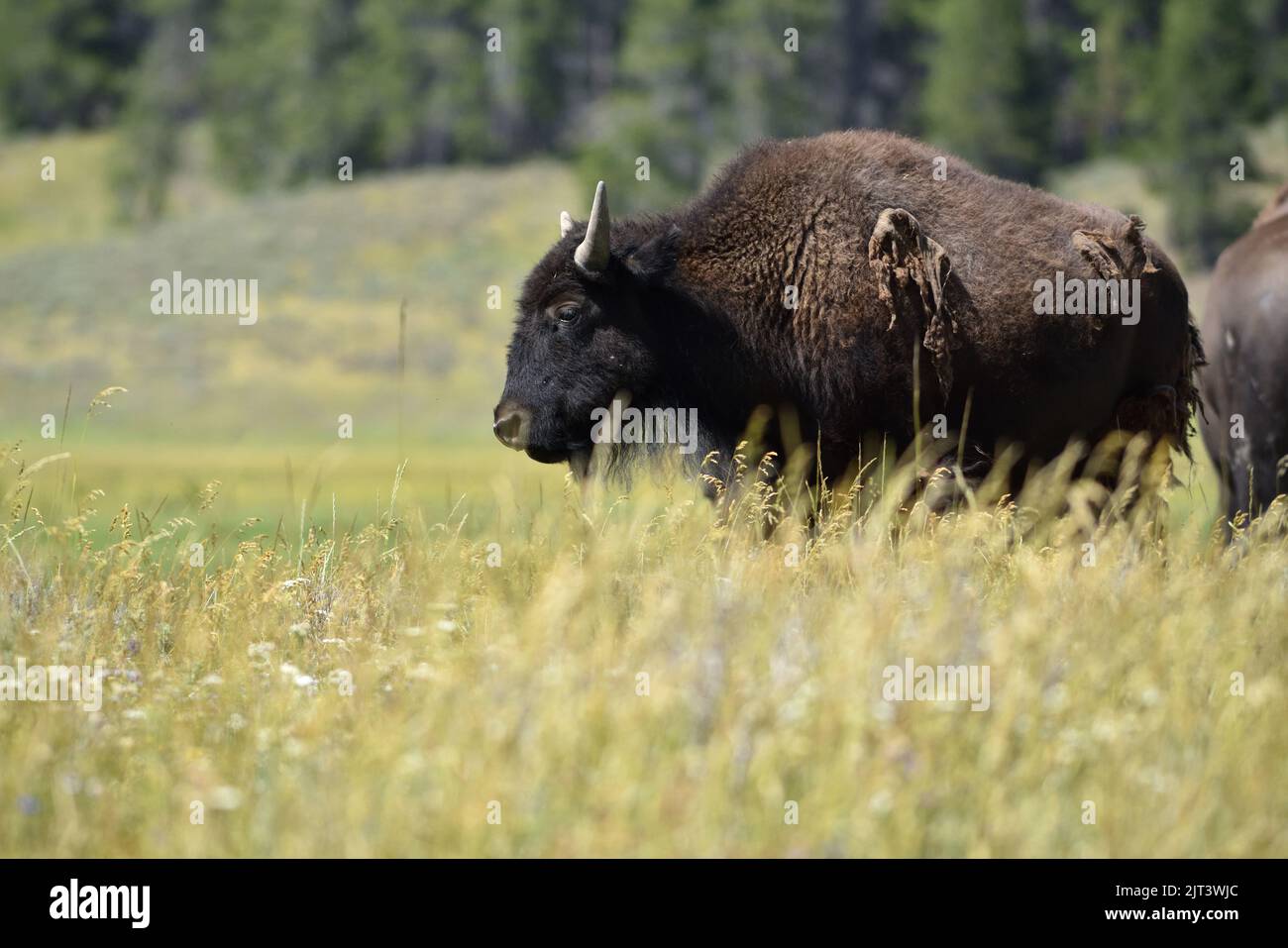 Yellowstone National Park buffalo Stock Photo - Alamy