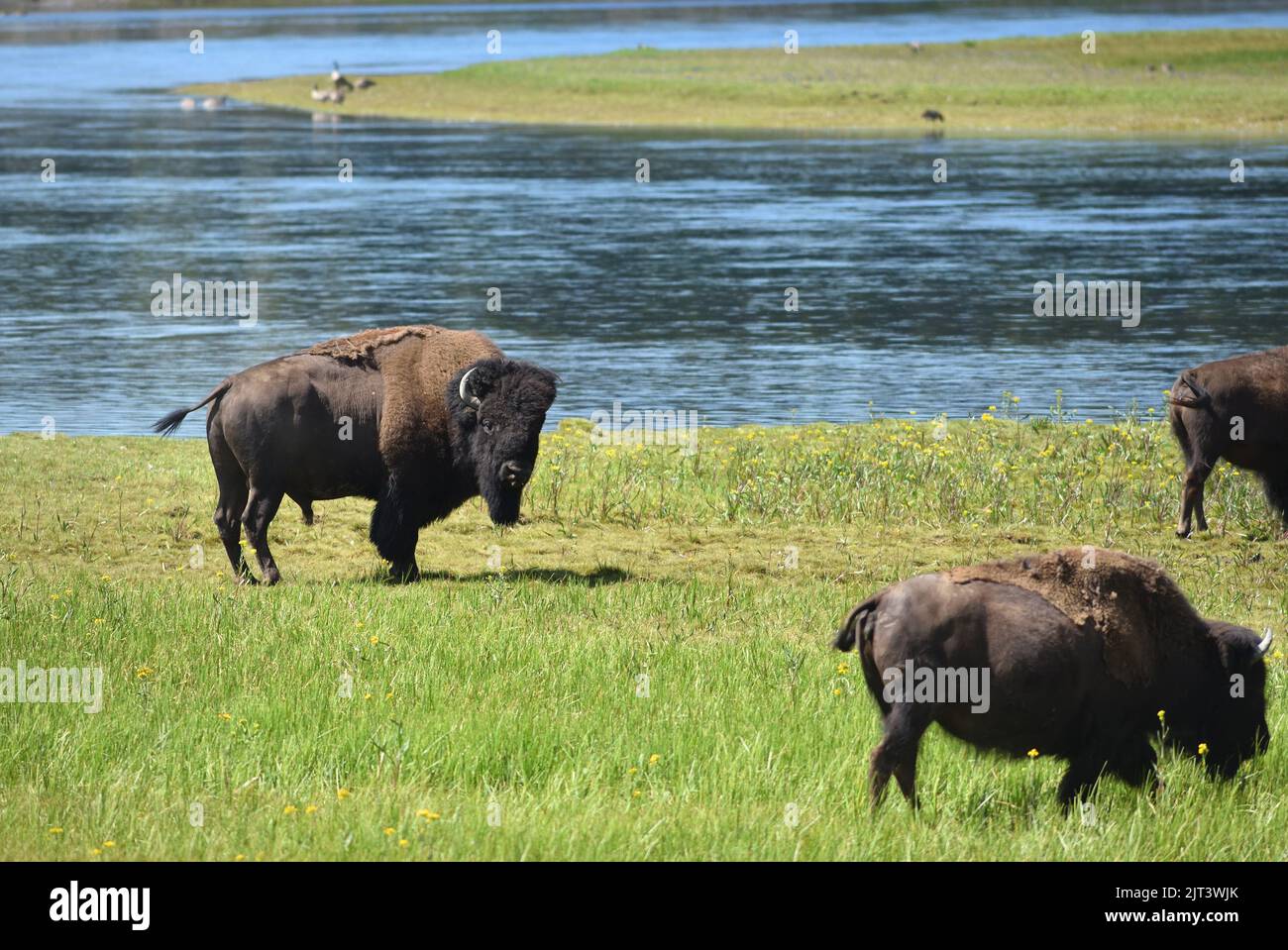 Yellowstone National Park buffalo Stock Photo - Alamy