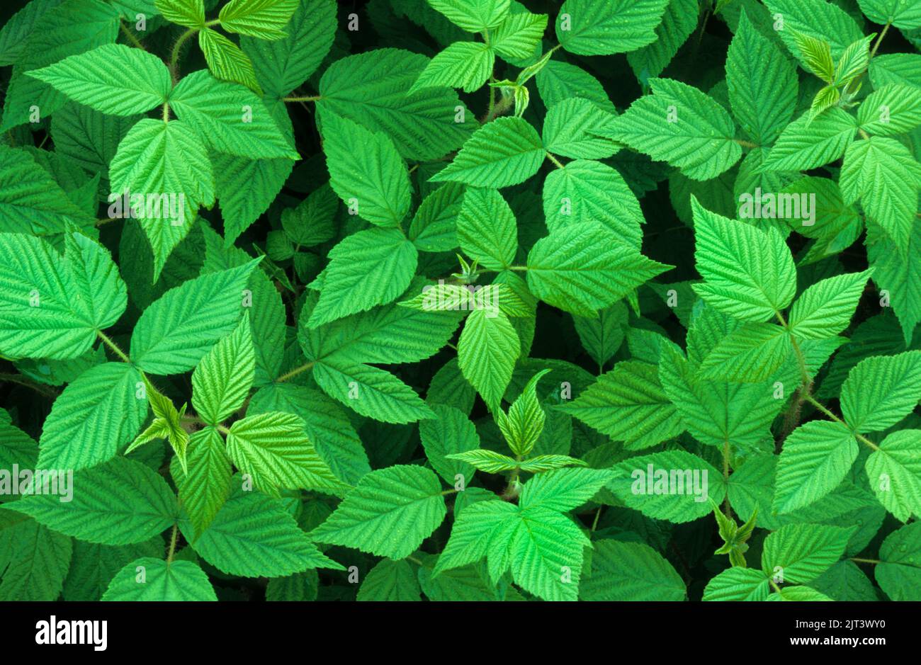 Raspberry leaves hi-res stock photography and images - Alamy