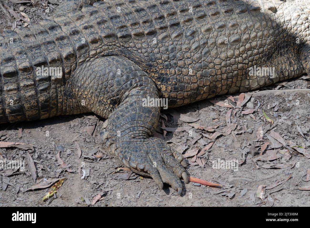 Large saltwater crocodile in Far North Queensland, Australia Stock Photo - Alamy