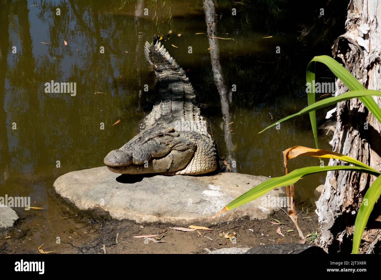 Large saltwater crocodile in Far North Queensland, Australia Stock Photo - Alamy