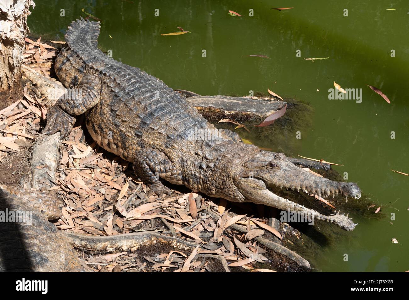 large Australian freshwater crocodile sitting in a Billabong, Far North ...