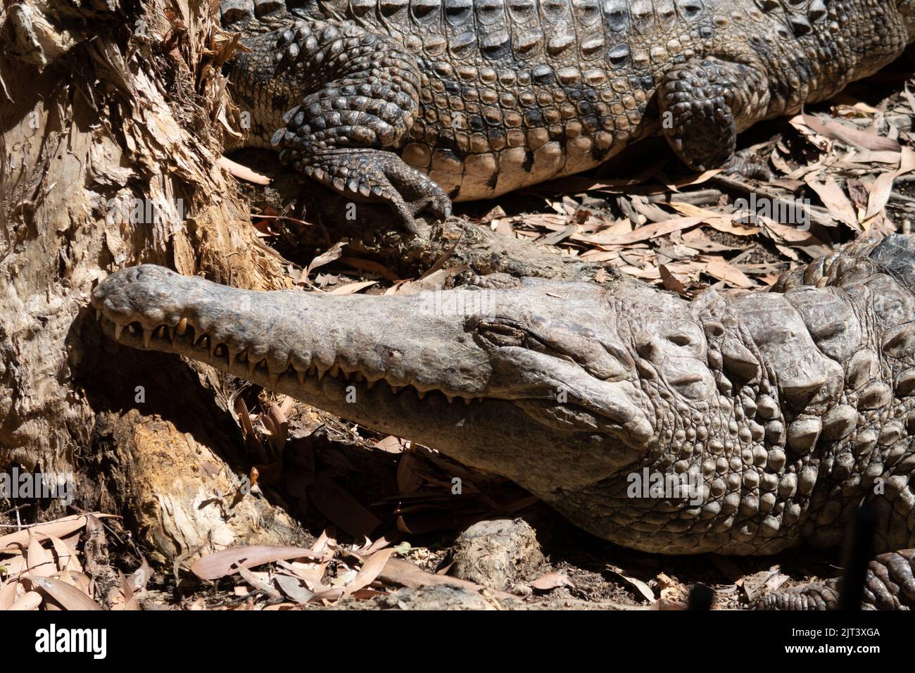 Australian Freshwater Crocodile