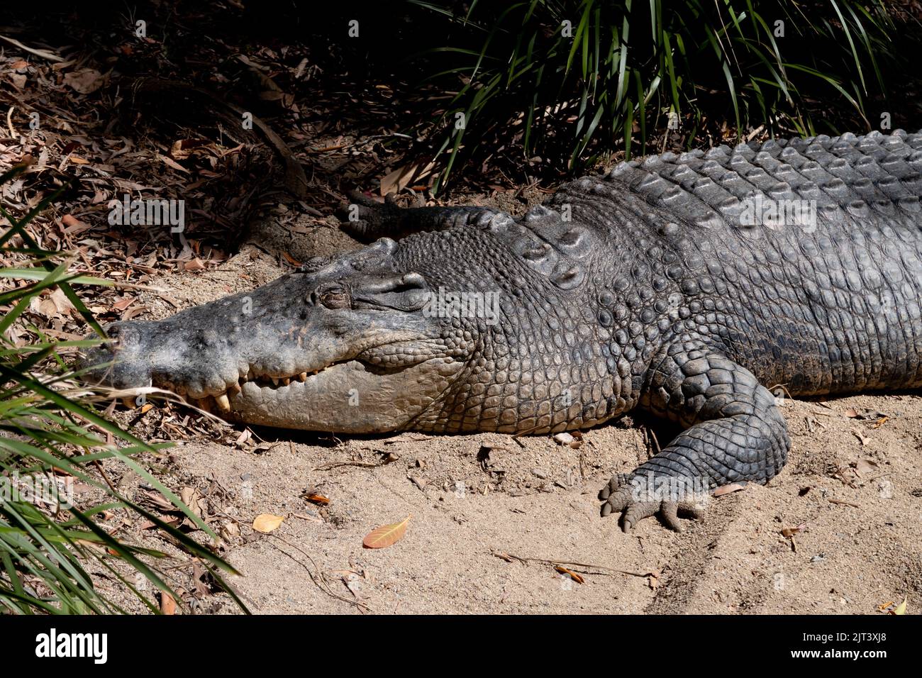 Large saltwater crocodile in Far North Queensland, Australia Stock Photo - Alamy