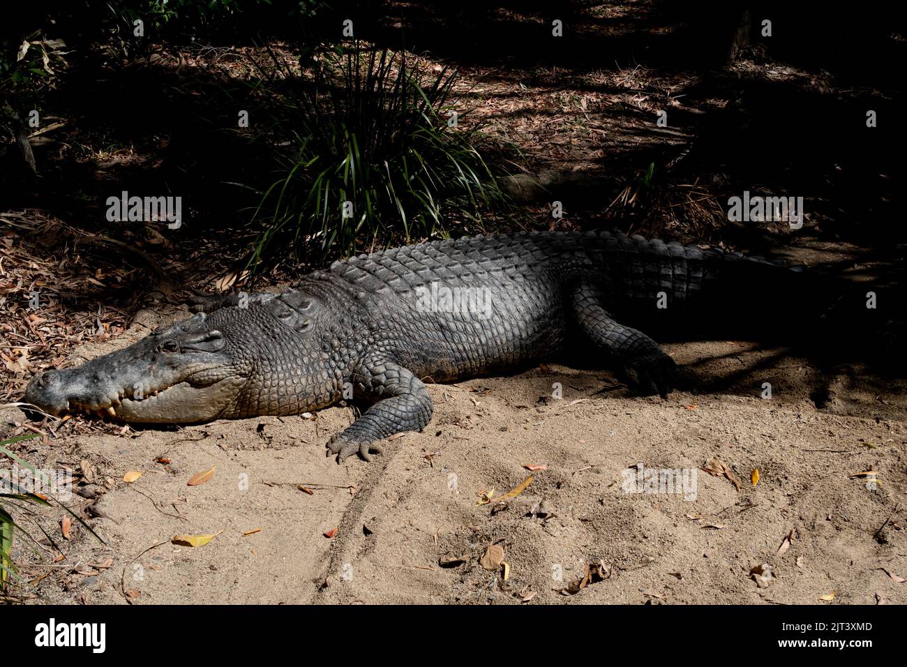 Large saltwater crocodile in Far North Queensland, Australia Stock Photo - Alamy