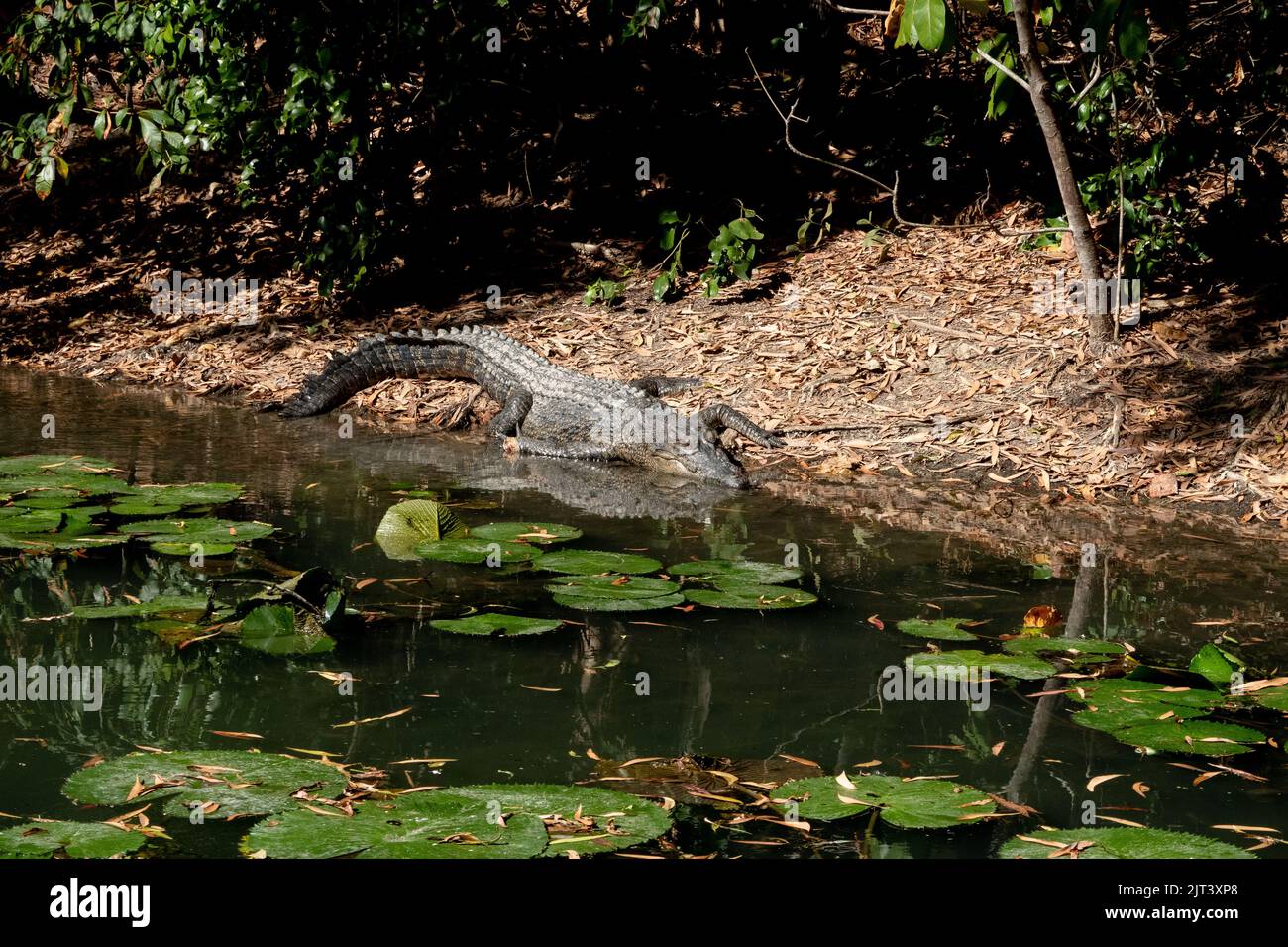 Large saltwater crocodile in Far North Queensland, Australia Stock Photo - Alamy