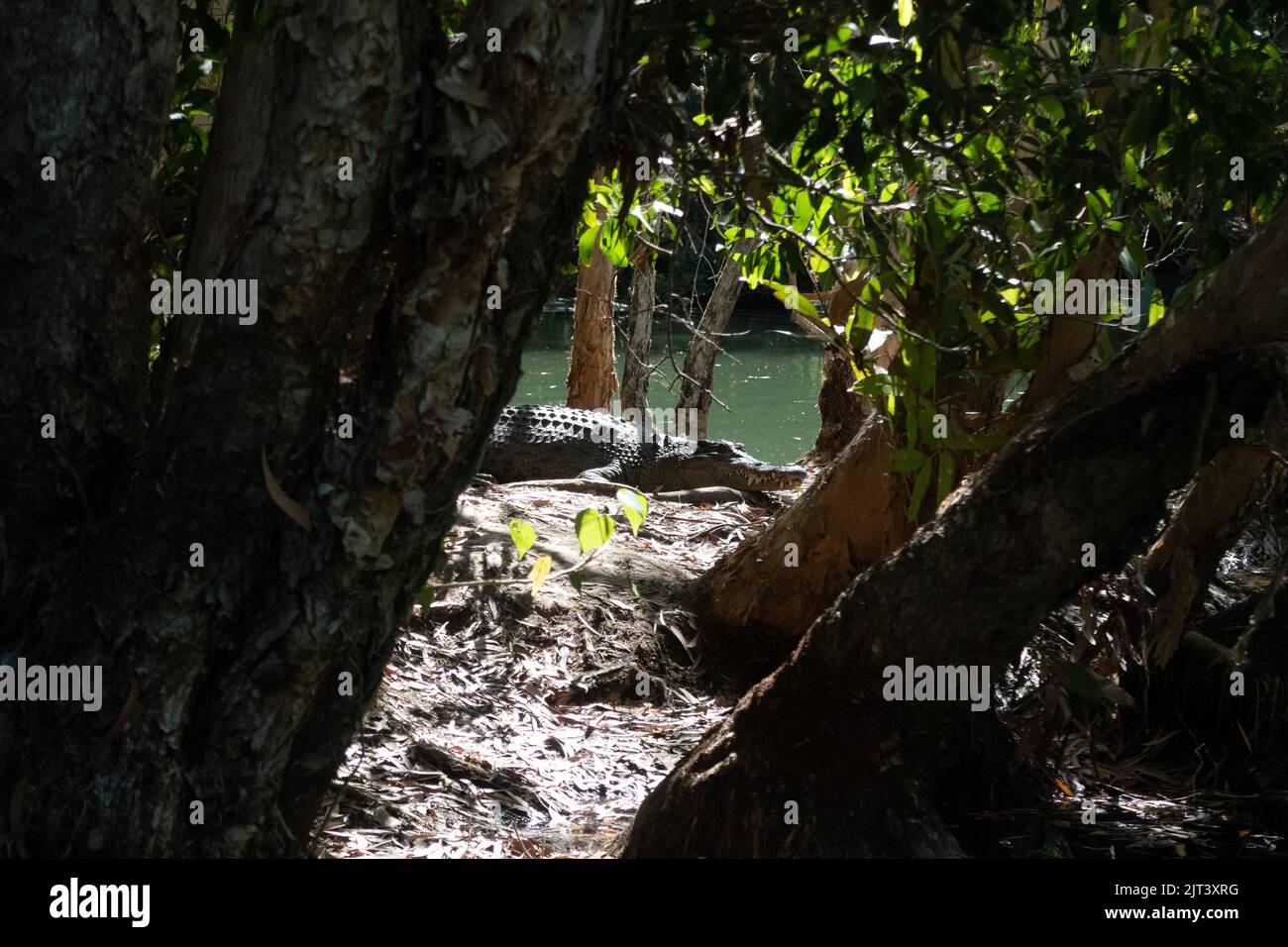 Large saltwater crocodile in Far North Queensland, Australia Stock Photo - Alamy