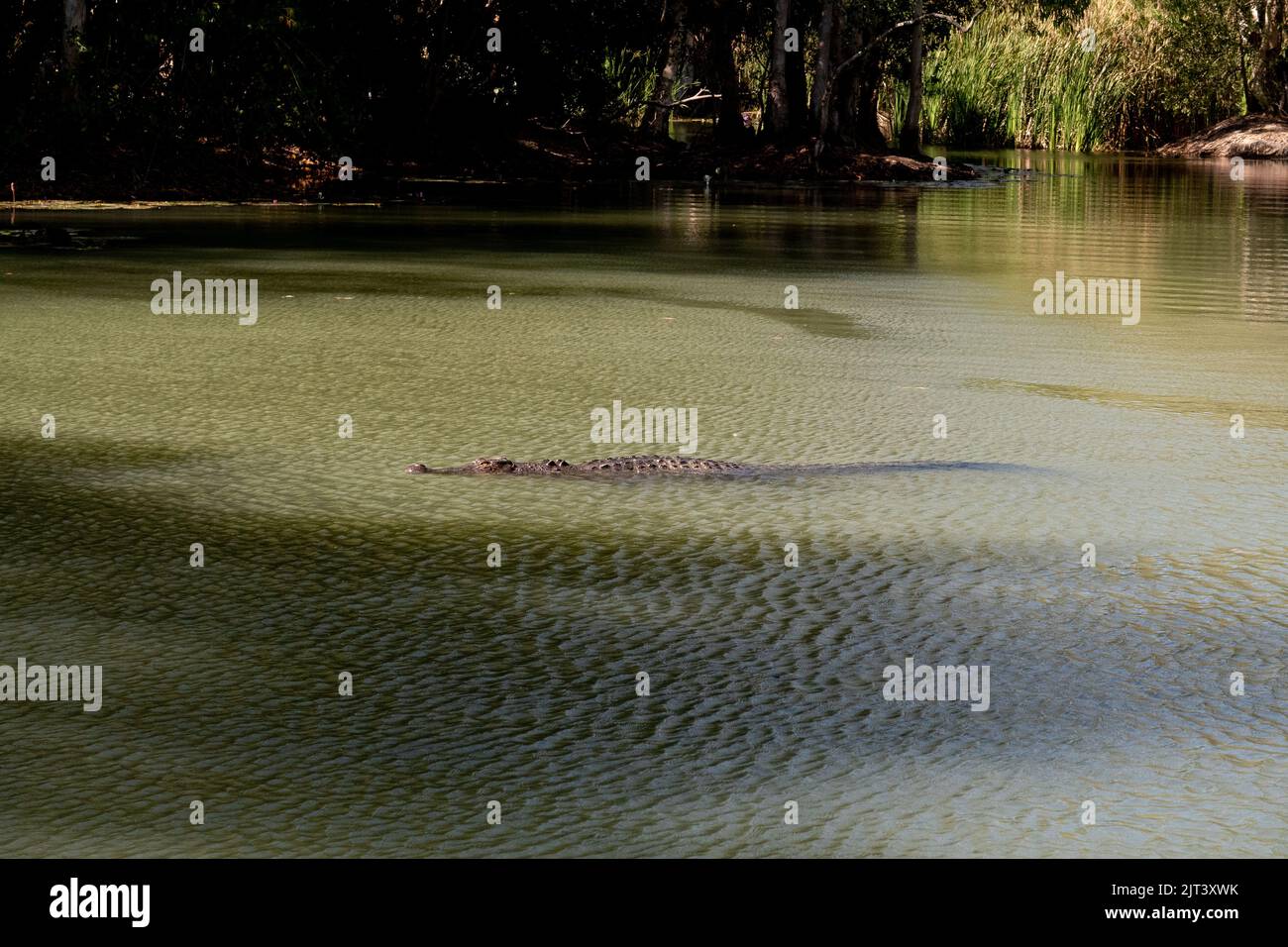 Large saltwater crocodile in Far North Queensland, Australia Stock Photo - Alamy