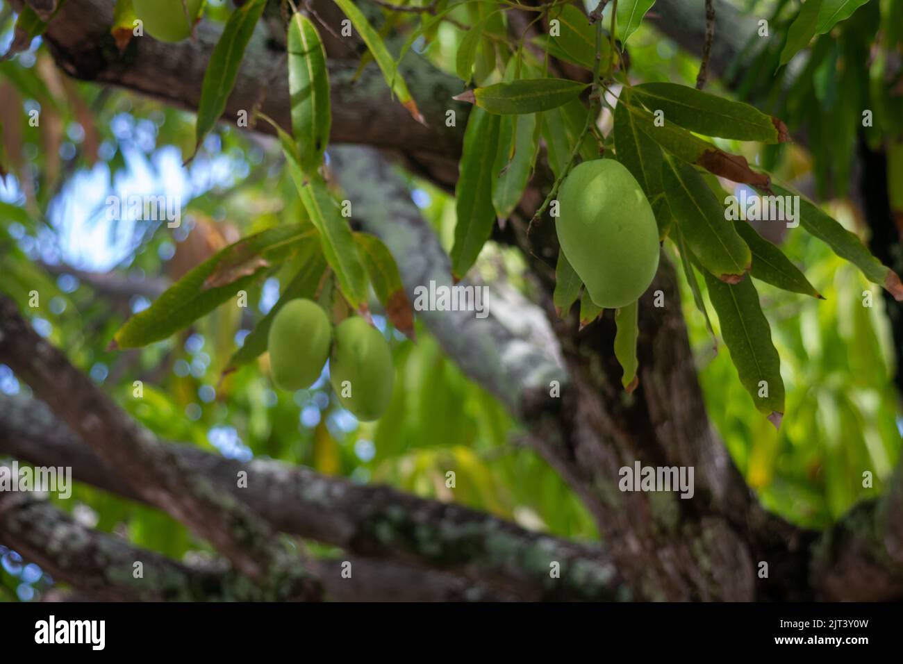 Huge mango plant with still green fruits hanging from its branches ...