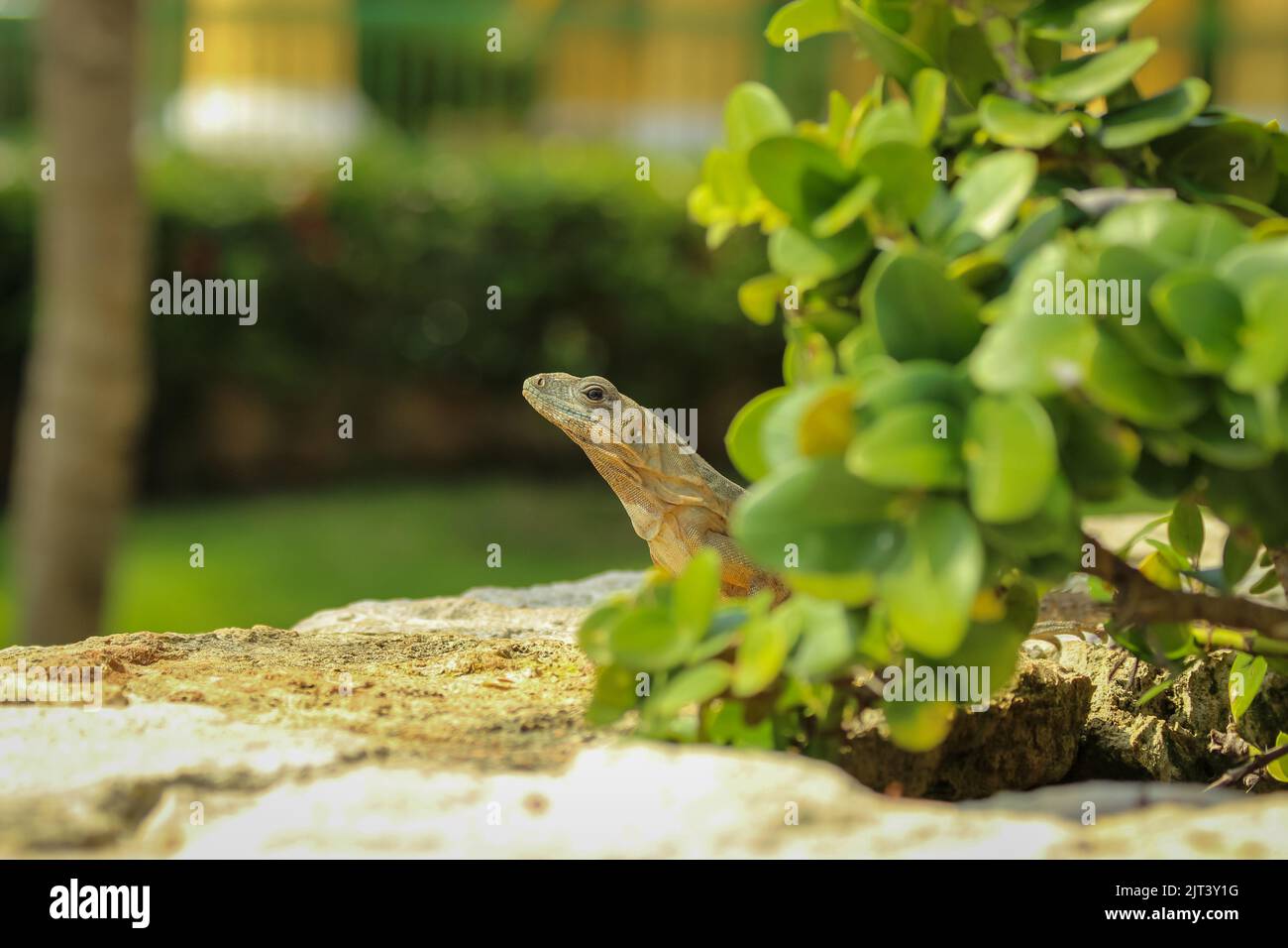 Small lizard hidden behind a plant staring at the camera. Wild animal ...