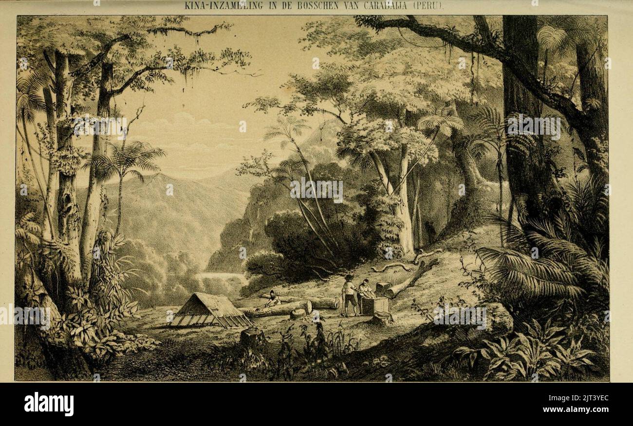 Tuinbouw-flora van Nederland en zijne overzeesche bezittingen (Pl. 4 ...