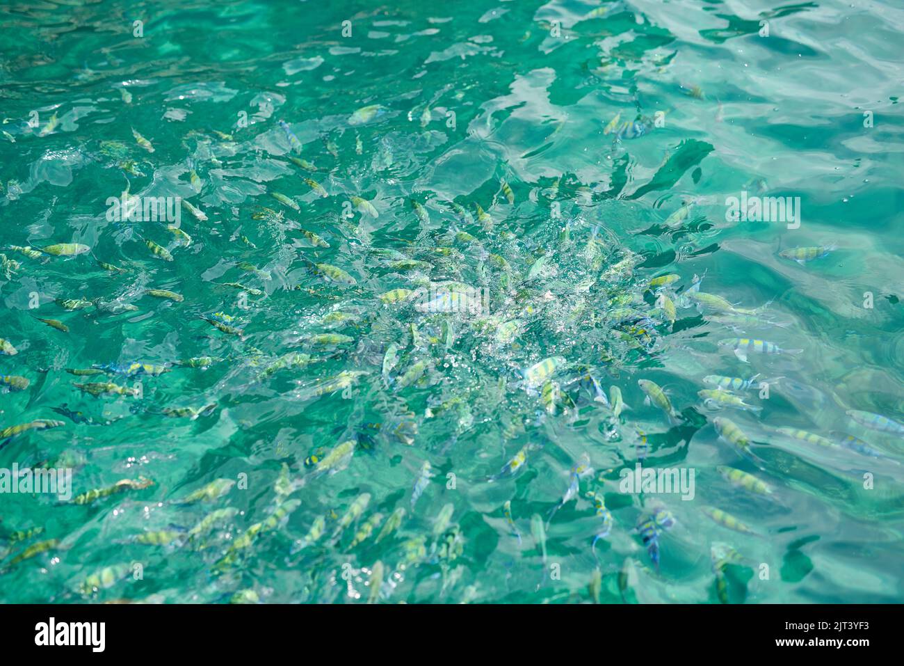 Deep sea encounters. fish swimming at the surface of water Stock Photo ...