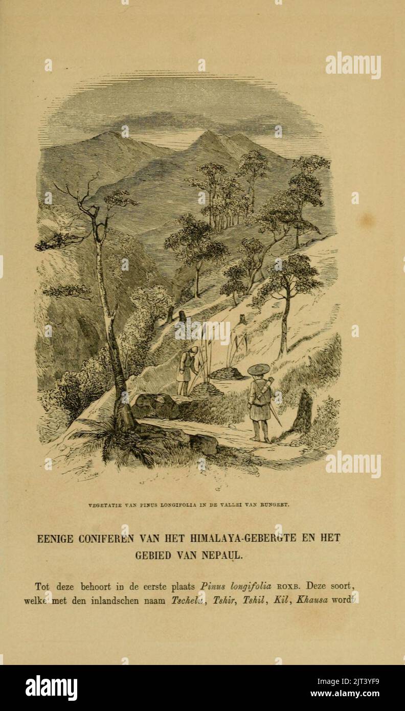 Tuinbouw-flora van Nederland en zijne overzeesche bezittingen (Pl. 10 ...