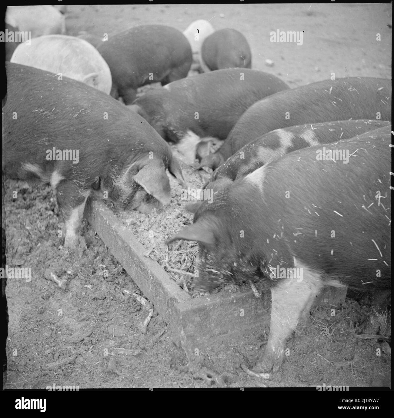 Tule Lake Relocation Center, Newell, California. A close up of hogs ...