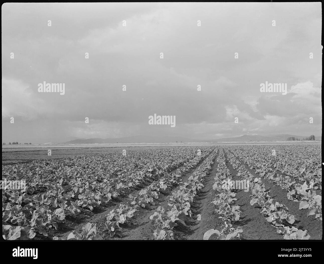 Tule Lake Relocation Center, Newell, California. A general view of the ...