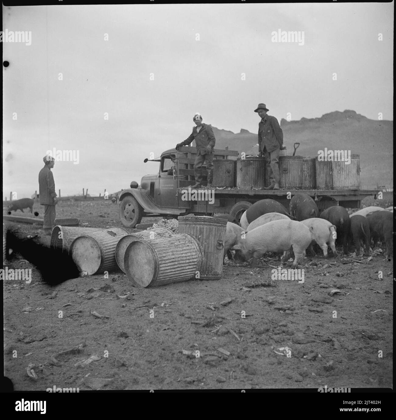 Tule Lake Relocation Center, Newell, California. A view of hogs at the ...