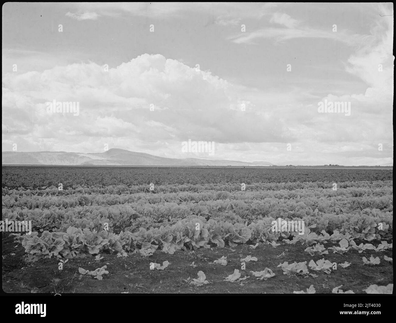 Tule Lake Relocation Center, Newell, California. A view of the farm at ...
