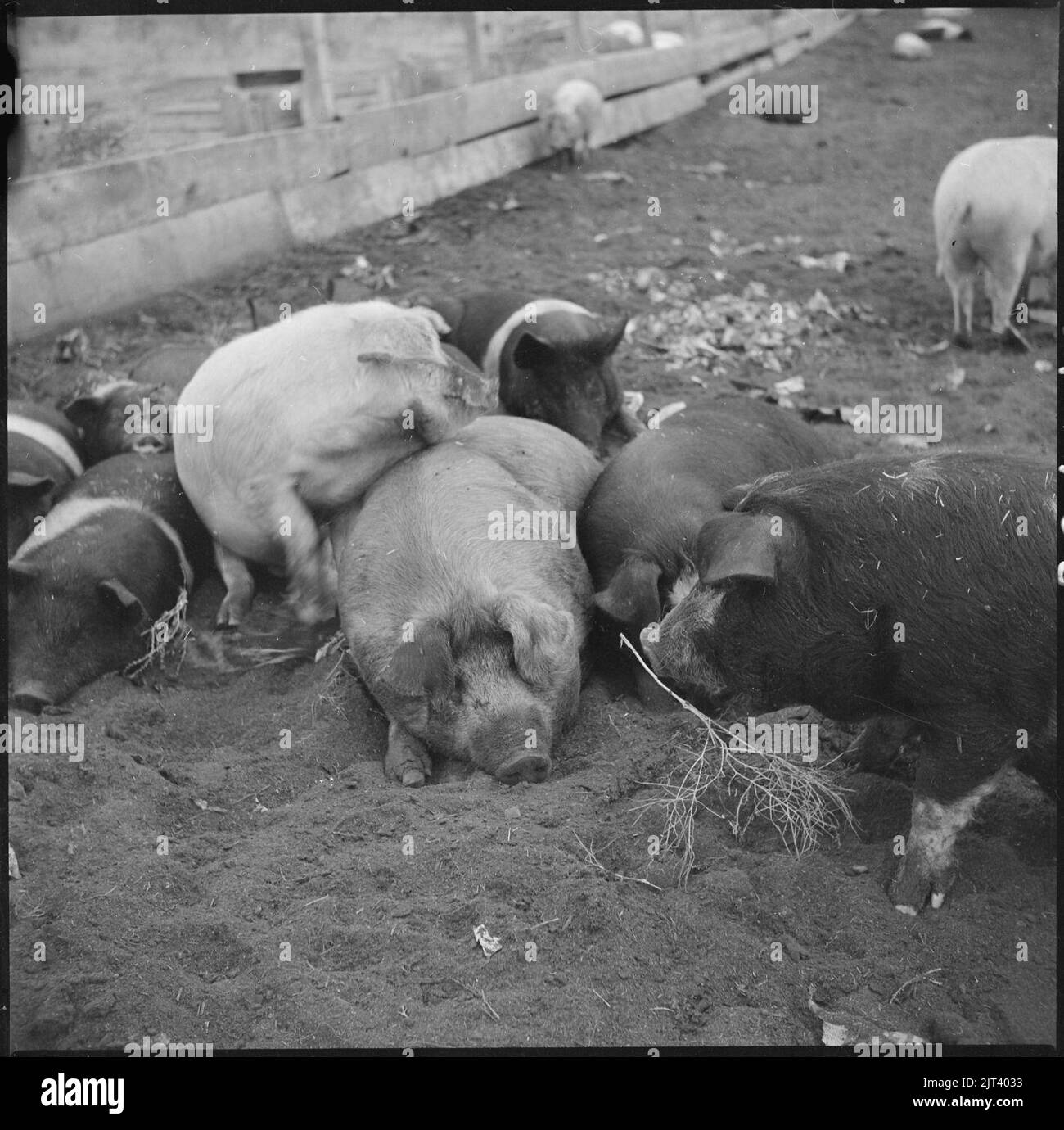 Tule Lake Relocation Center, Newell, California. A view of the hogs at ...