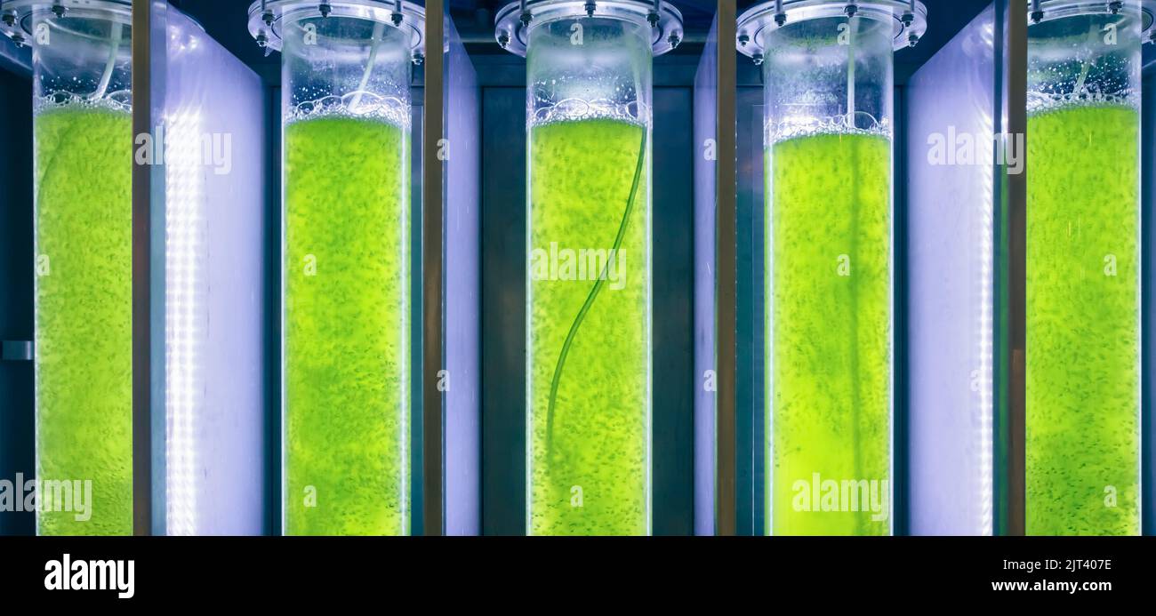 Algae fuel biofuel industry lab researching for alternative to fossil ...
