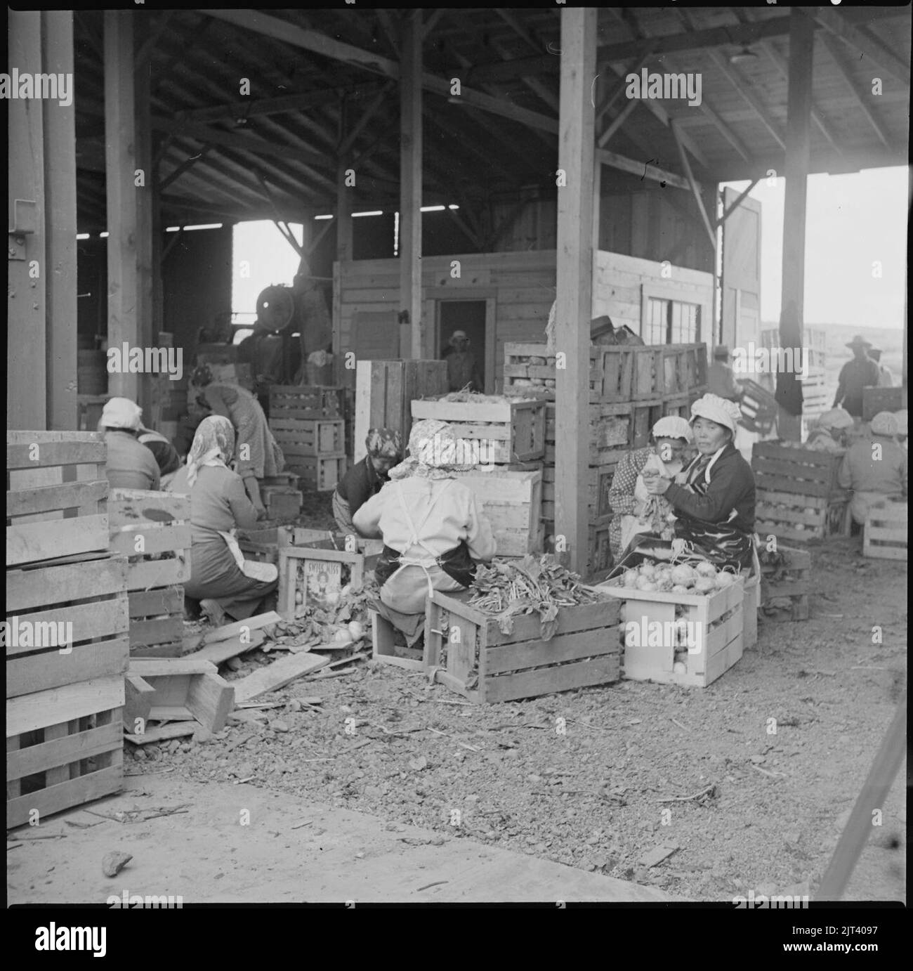 Tule Lake Relocation Center, Newell, California. Evacuee workers in the ...